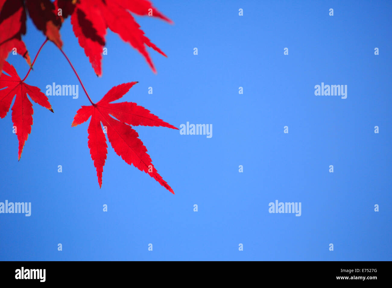 Autumn leaf against blue sky Stock Photo - Alamy