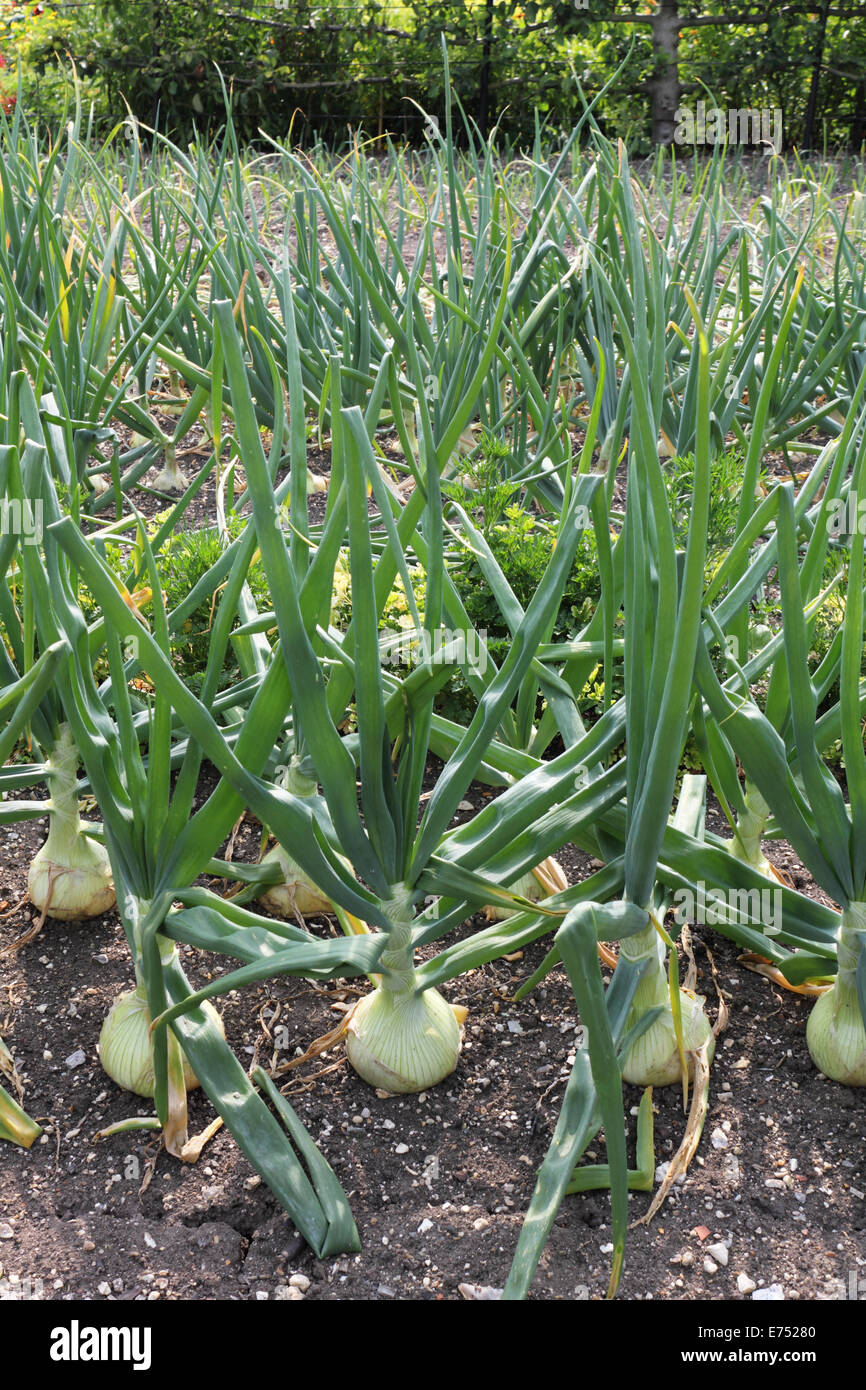 Giant onions hi-res stock photography and images - Alamy