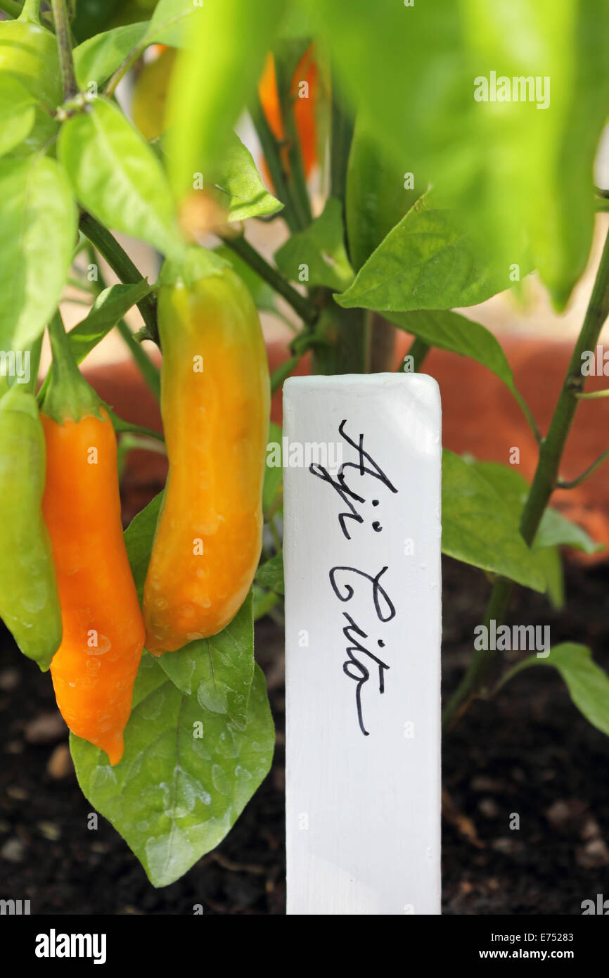 Growing chili plants hi-res stock photography and images - Alamy