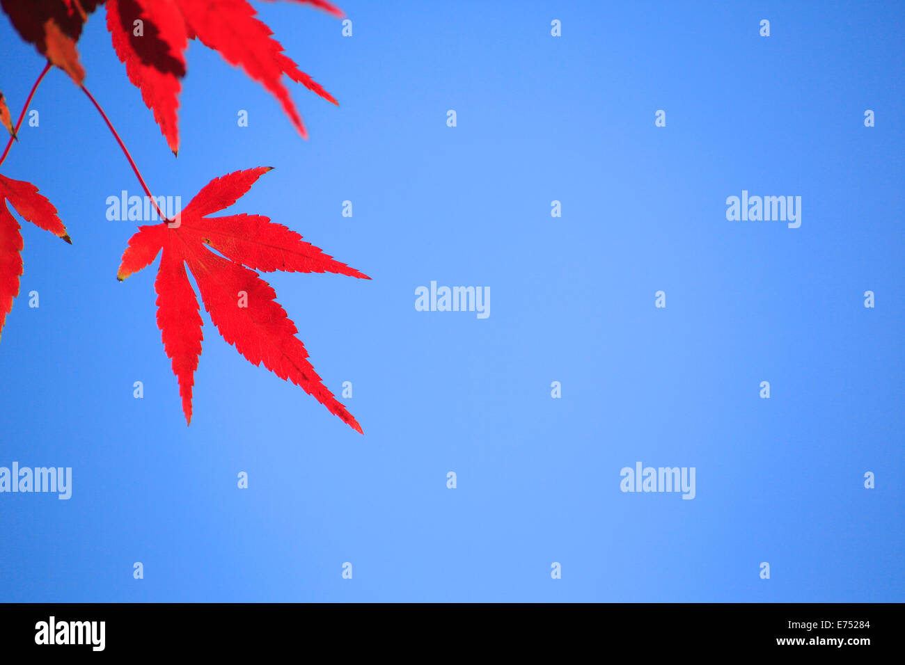 Blue sky and autumn leaves Stock Photo - Alamy