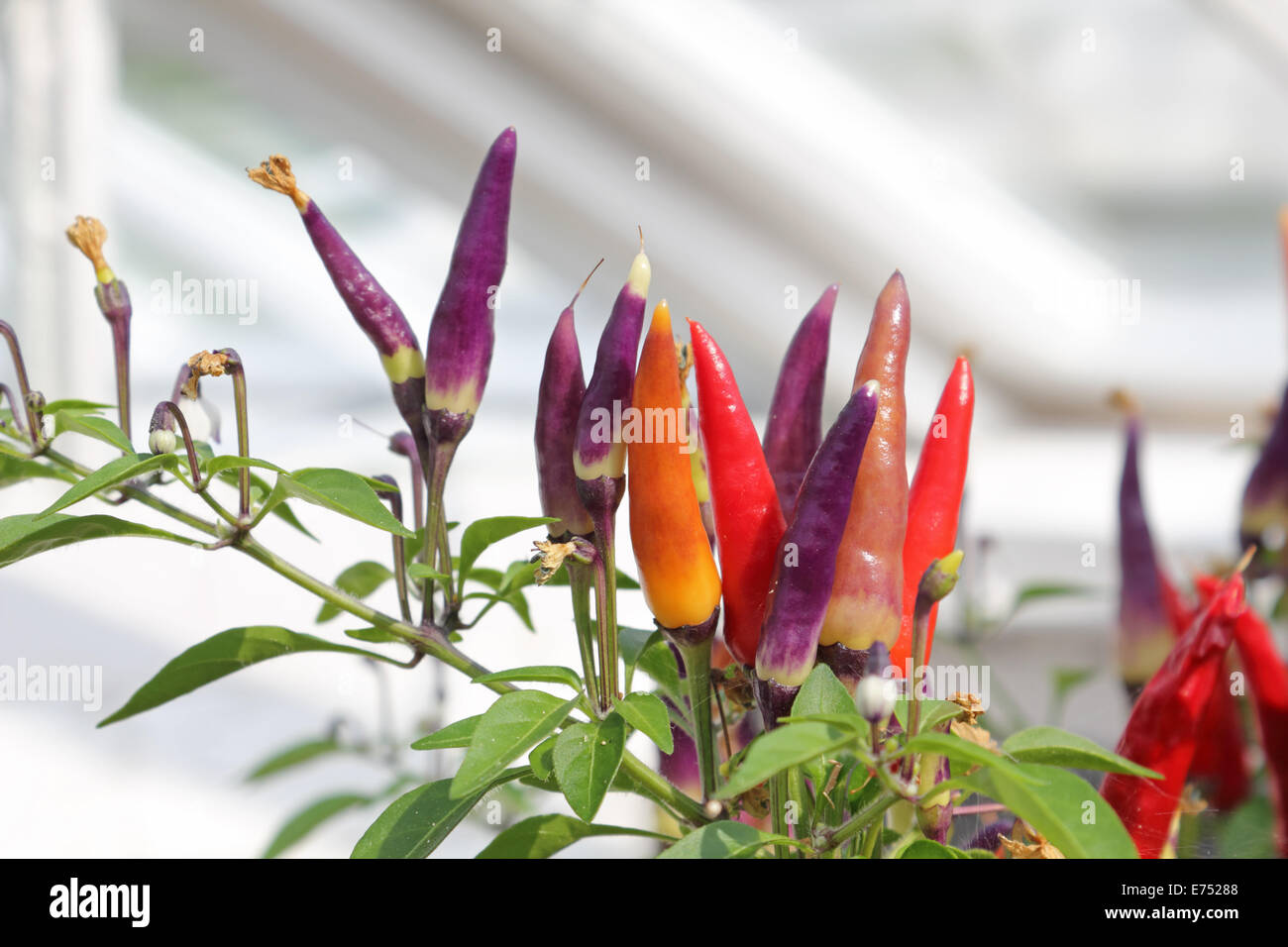 Indoor peppers growing hi-res stock photography and images - Alamy