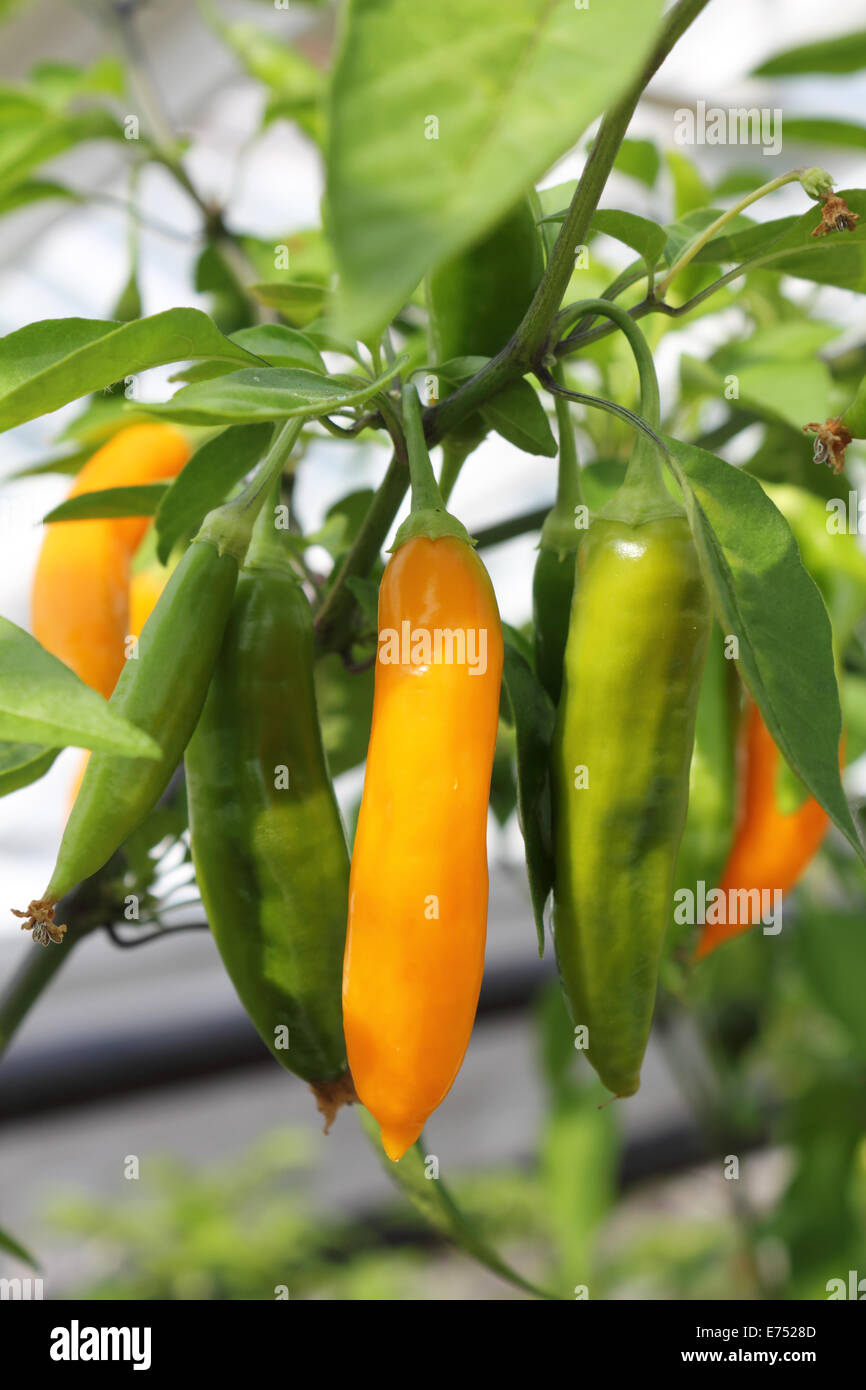 Growing of pepper hi-res stock photography and images - Alamy