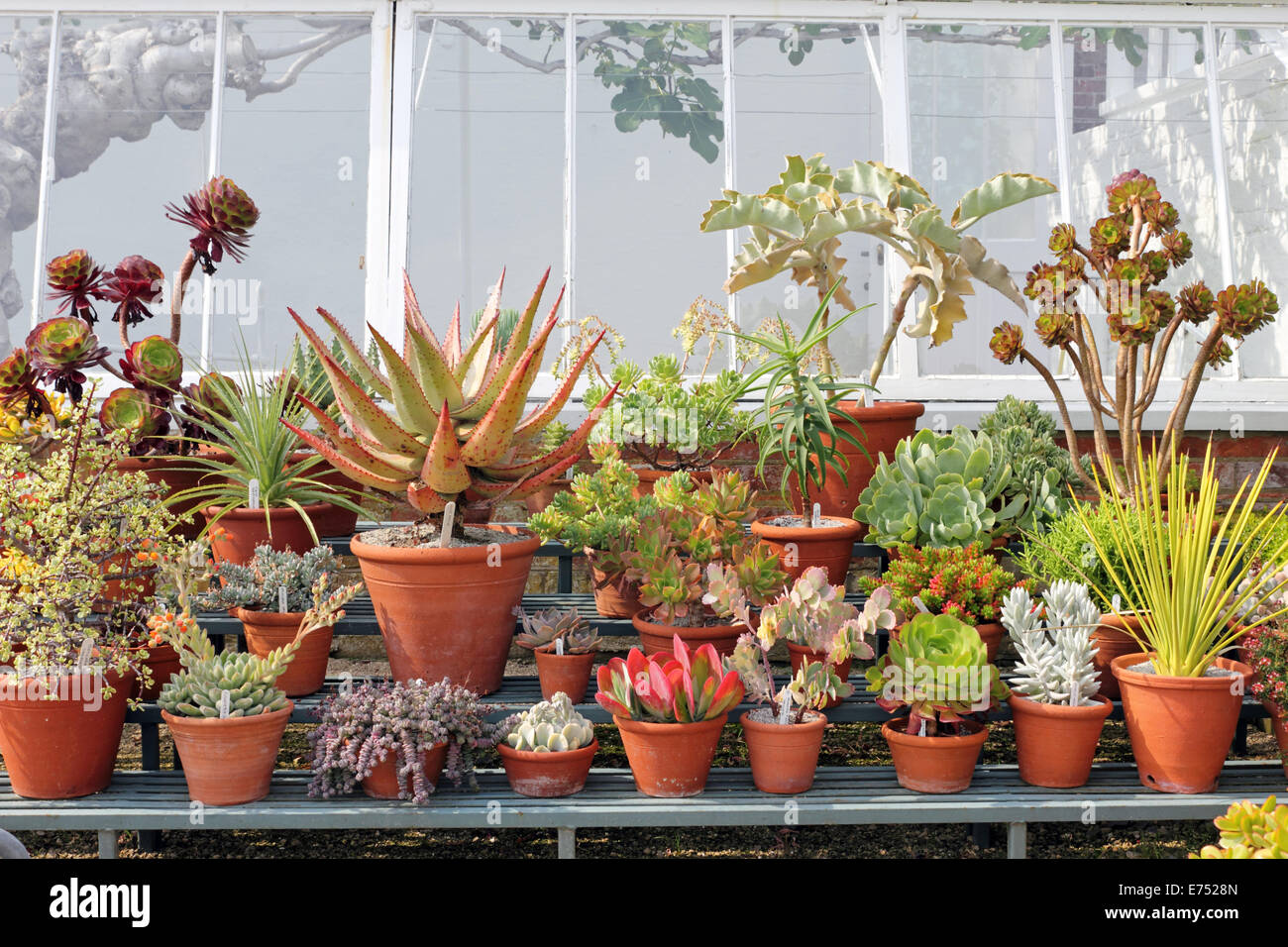 Succulents in pots hi-res stock photography and images - Alamy