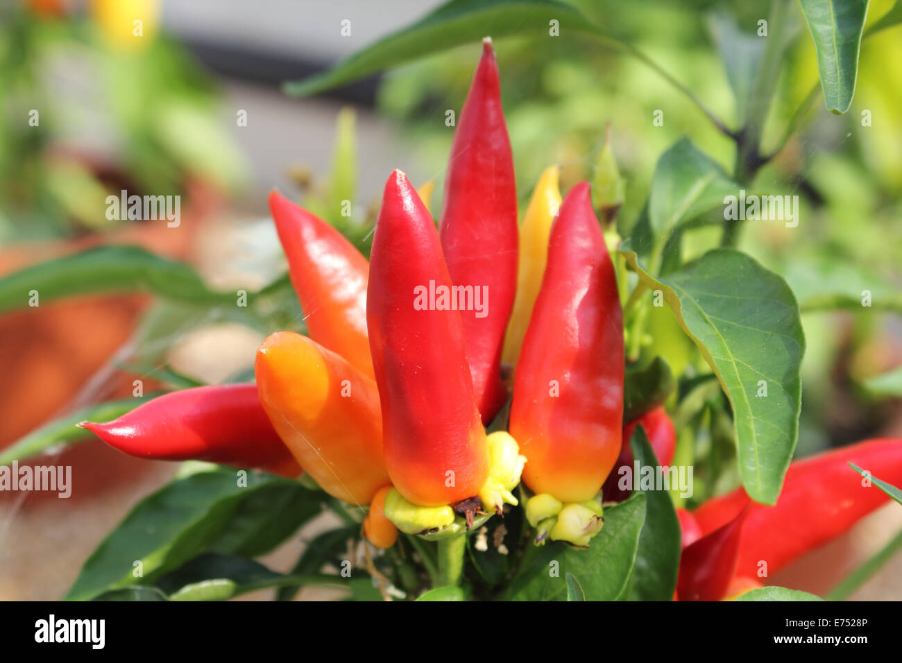 Growing of pepper hi-res stock photography and images - Alamy