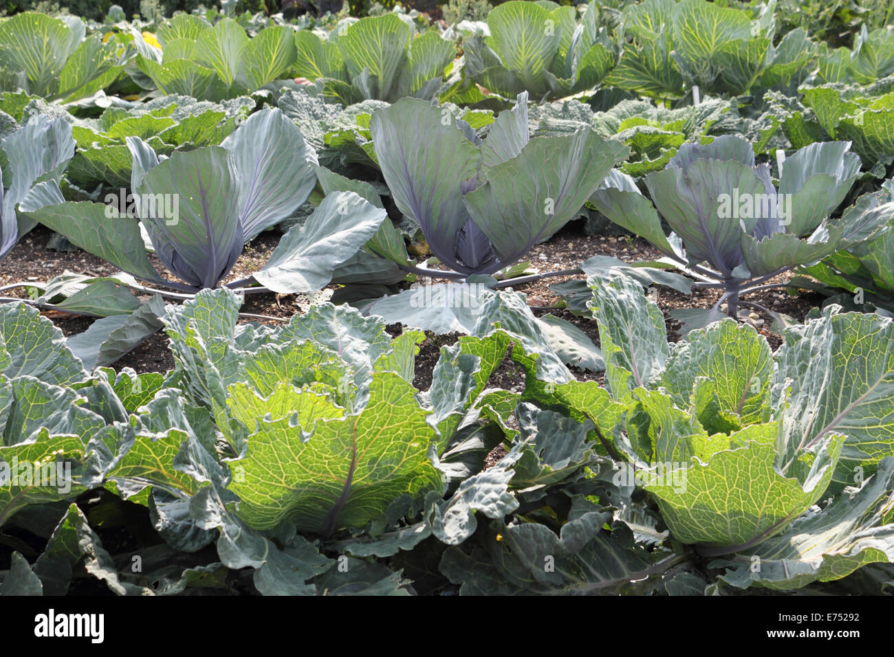 A row of cabbages growing in garden allotment in Sussex England UK ...