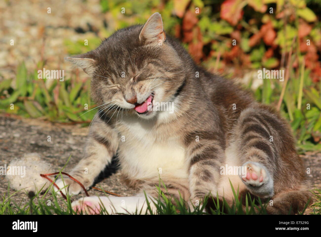 Laughing giggling hi-res stock photography and images - Alamy