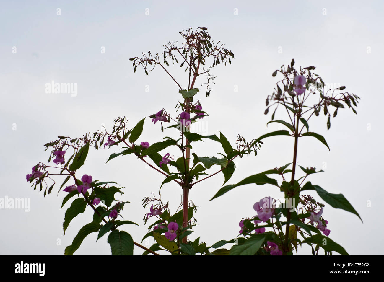 Invasive plants uk hi-res stock photography and images - Alamy