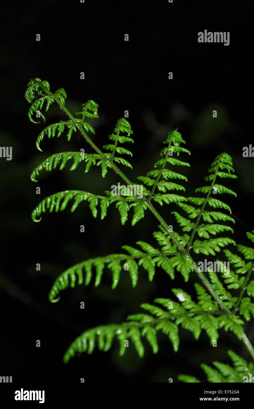fern against black background Stock Photo - Alamy