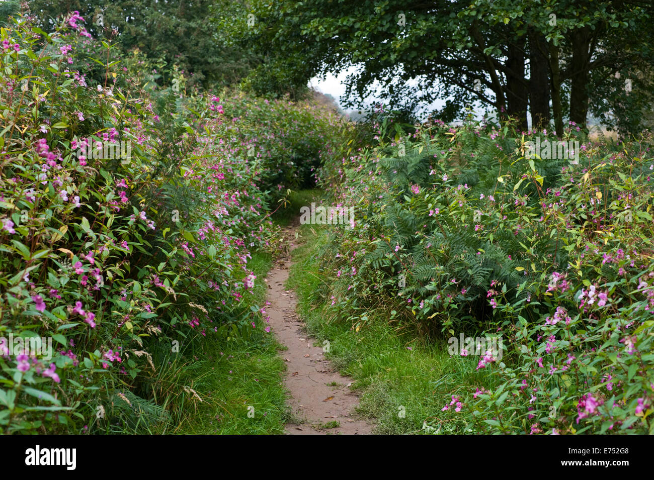 Invasive species uk hi-res stock photography and images - Alamy