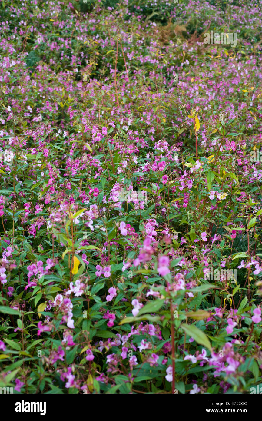 Riverbank being overgrown with Himalayan Balsam invasive species ...