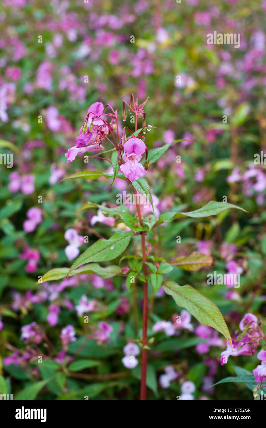 Invasive plants uk hi-res stock photography and images - Alamy