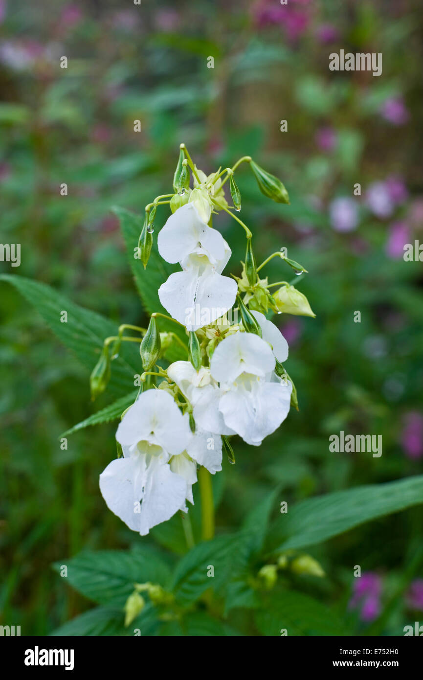 Rare White Himalayan Balsam invasive species growing at The Warren Hay ...