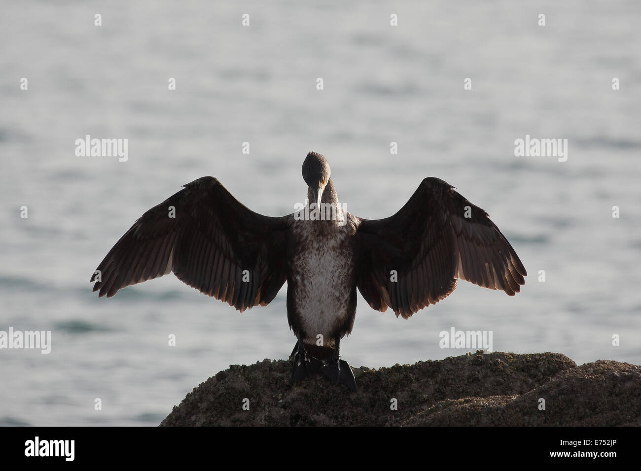Cormorant drying wings uk hi-res stock photography and images - Alamy
