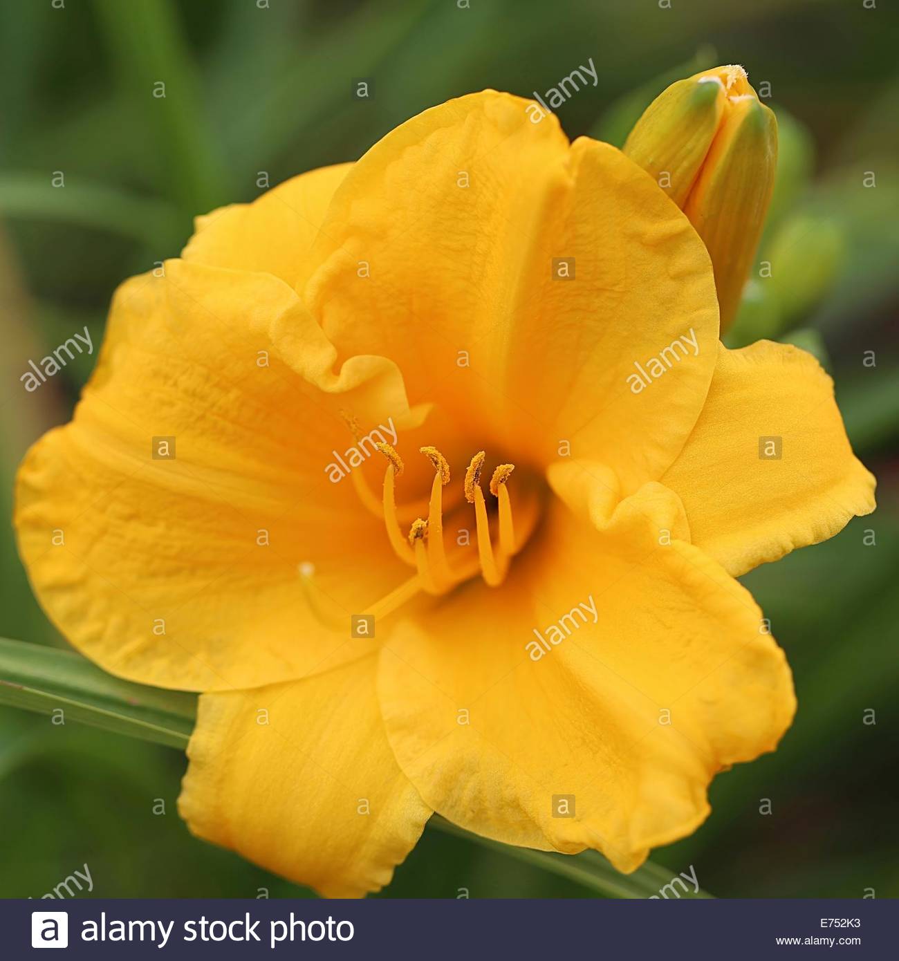 STELLA DE ORO DAYLILY FLOWER, in South West France Stock Photo - Alamy