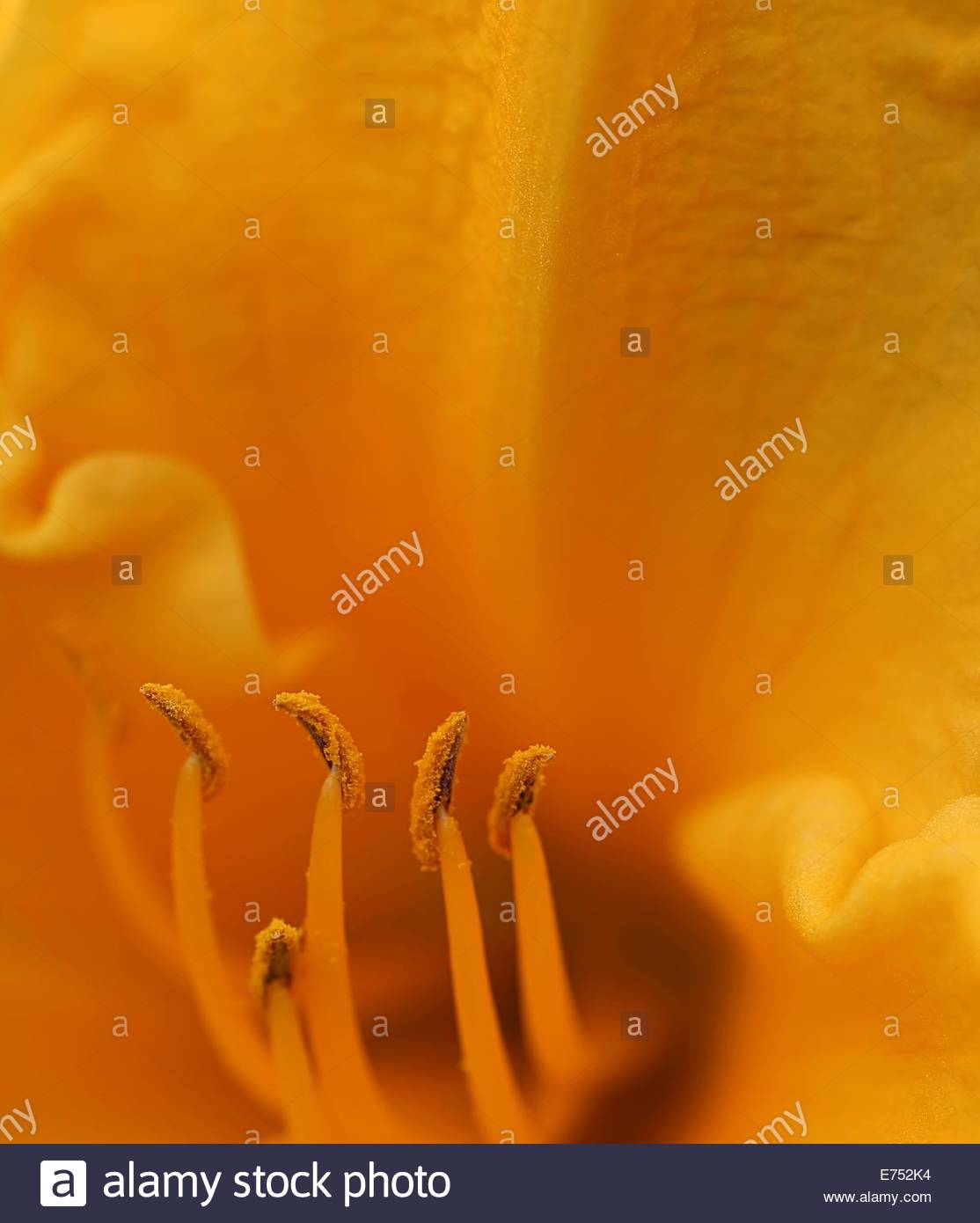 STELLA DE ORO DAYLILY FLOWER, in South West France Stock Photo - Alamy