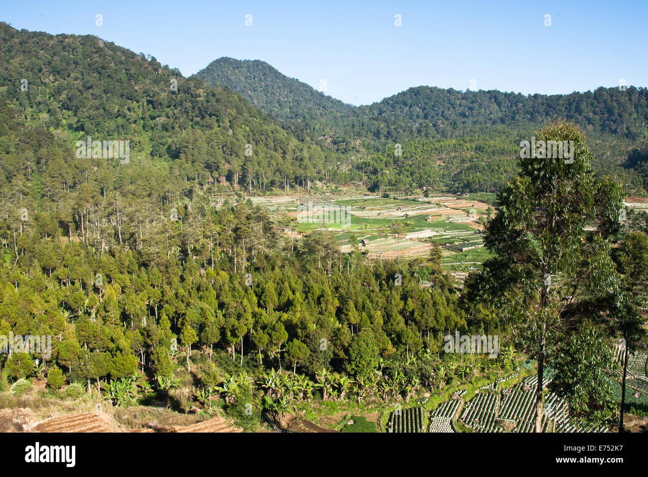 Agriculture in Java Stock Photo - Alamy