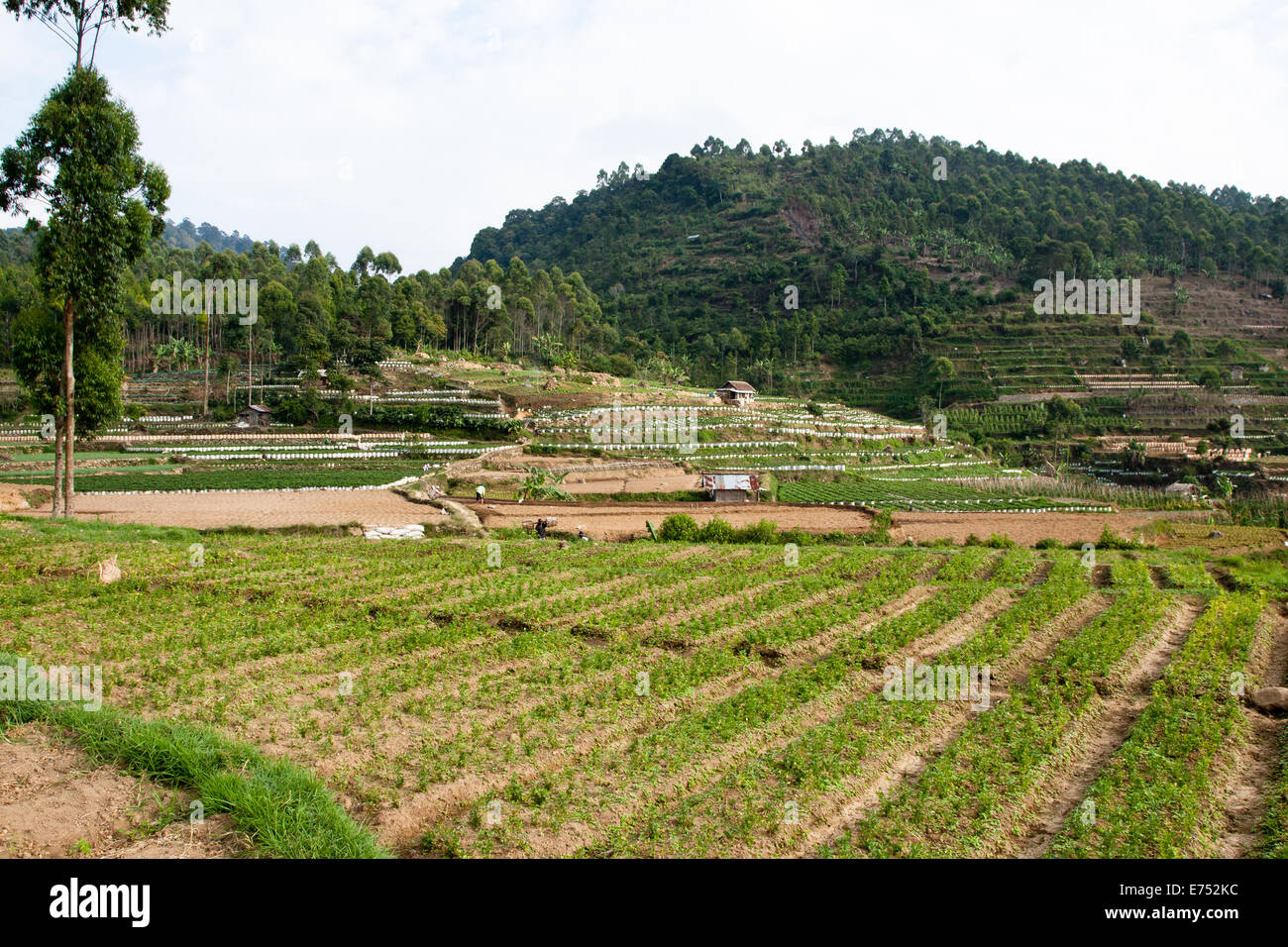 Agriculture in Java Stock Photo - Alamy