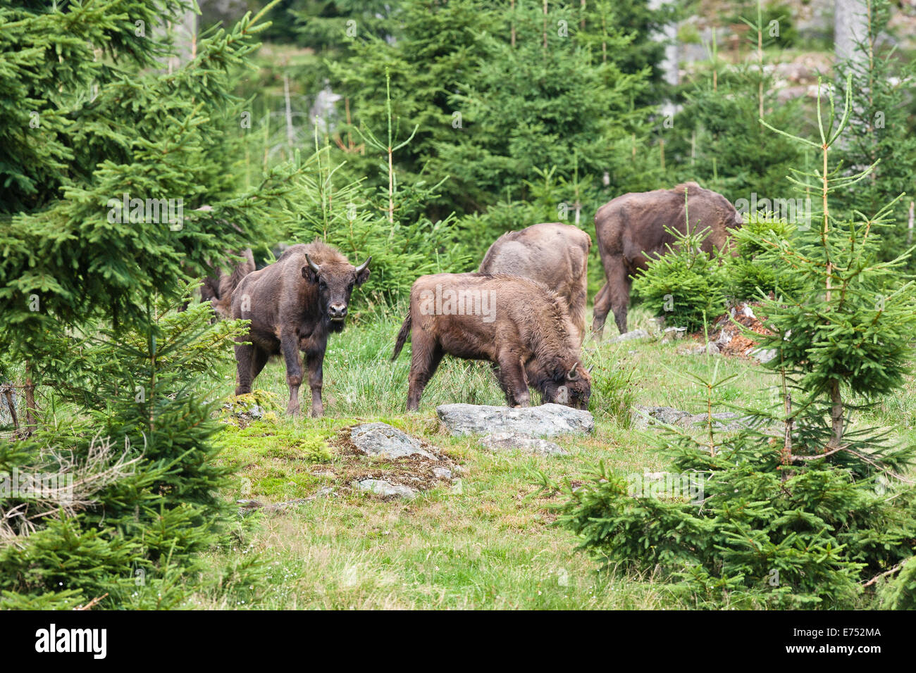 Rewilding europe hi-res stock photography and images - Alamy