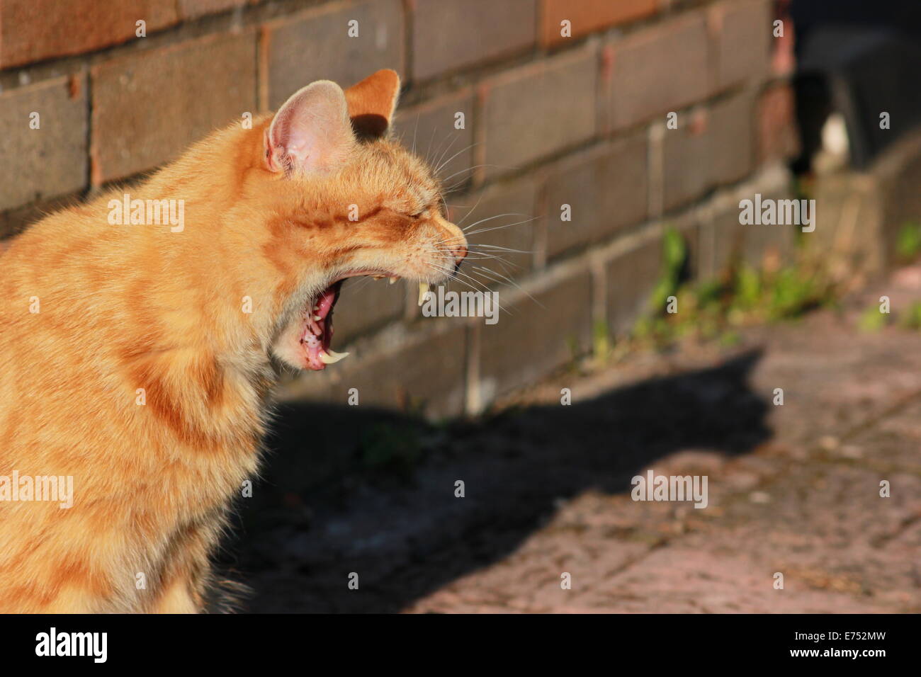 Yawning cat hi-res stock photography and images - Alamy