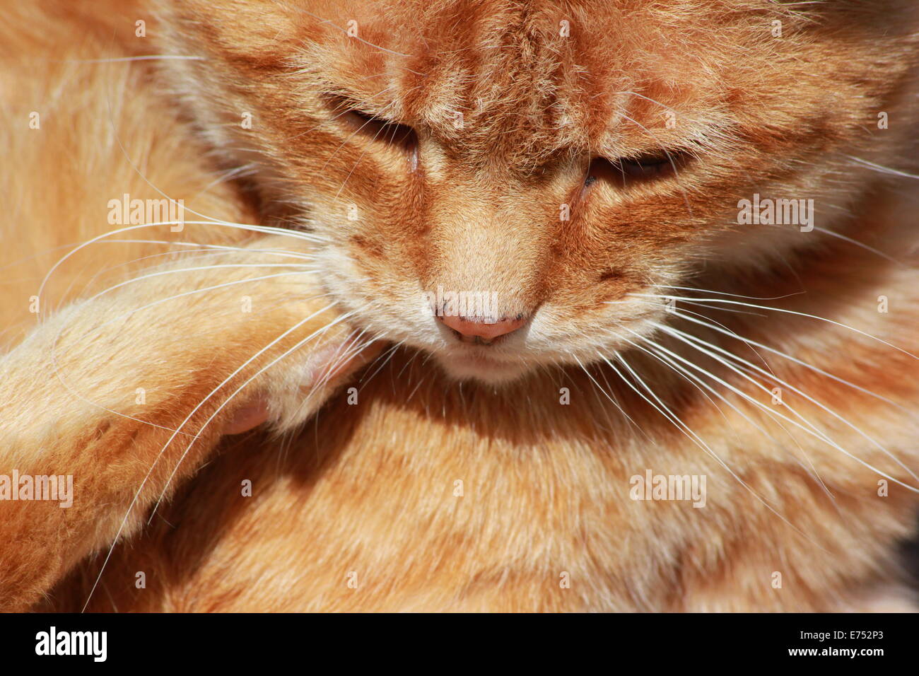 Cat thinking not illustration hi-res stock photography and images - Alamy