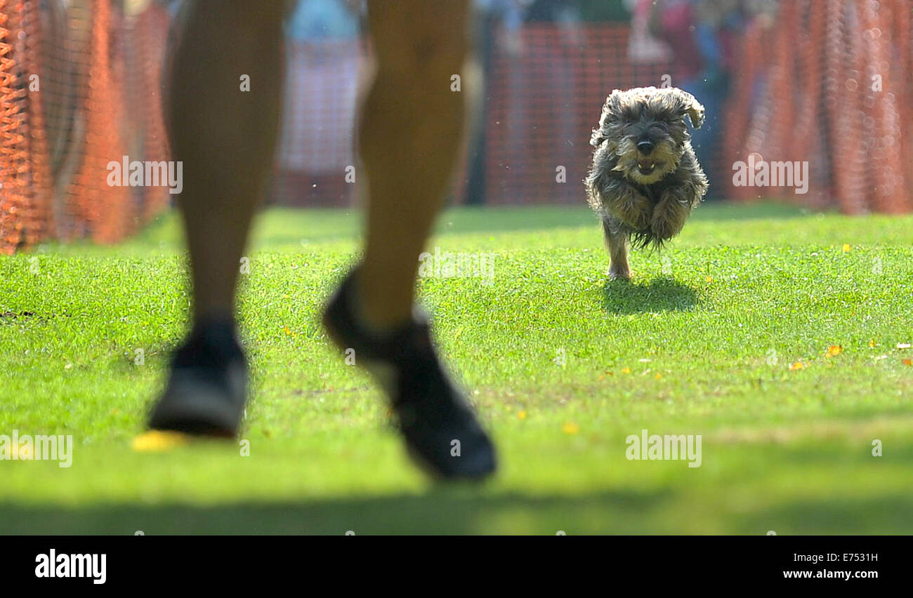 Berlin, Germany. 7th Sep, 2014. A Dachshund runs a 50 meter distance in ...