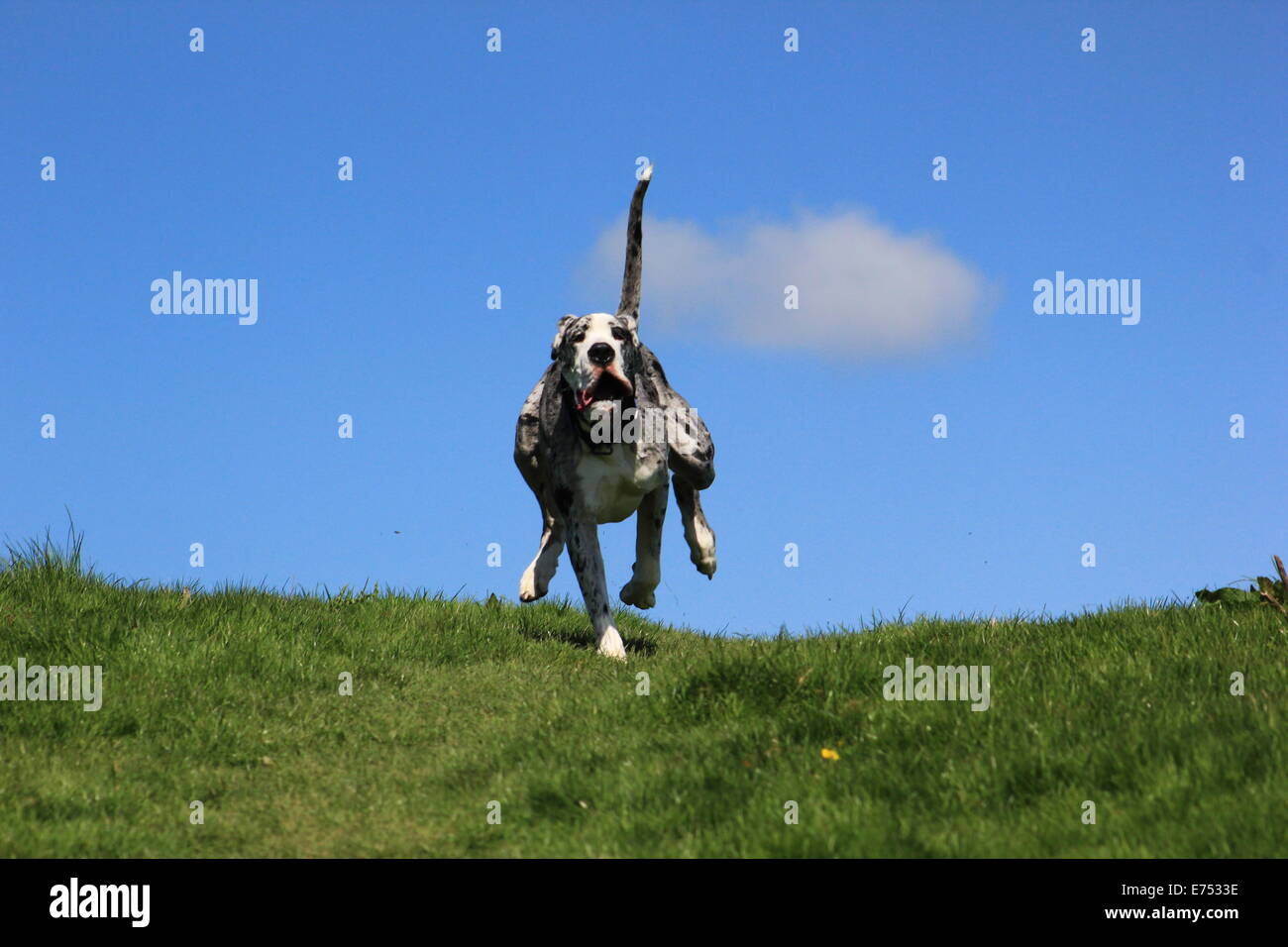 Running great dane Stock Photo - Alamy