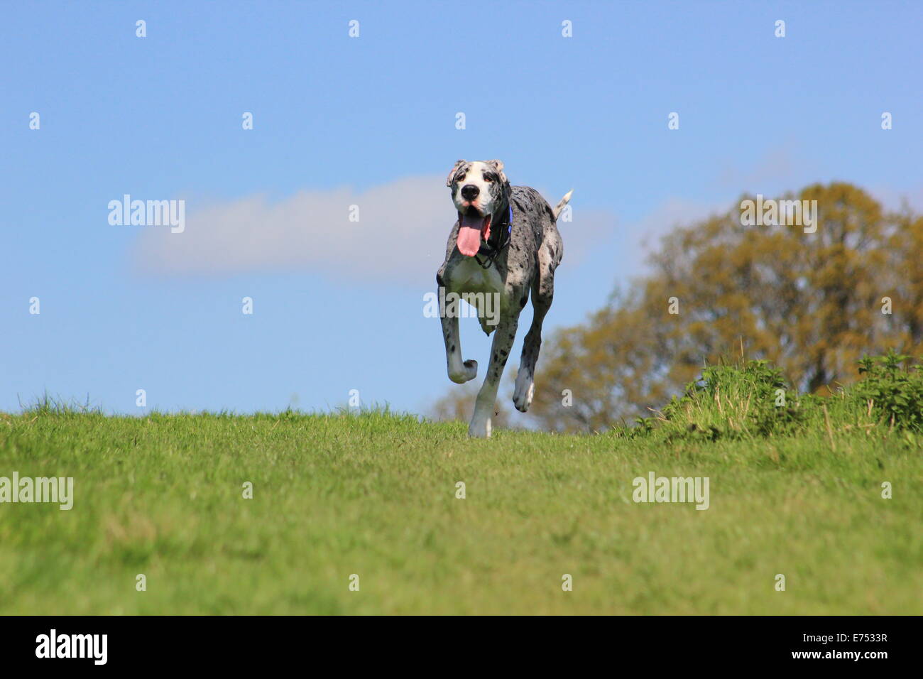 Running great dane Stock Photo - Alamy