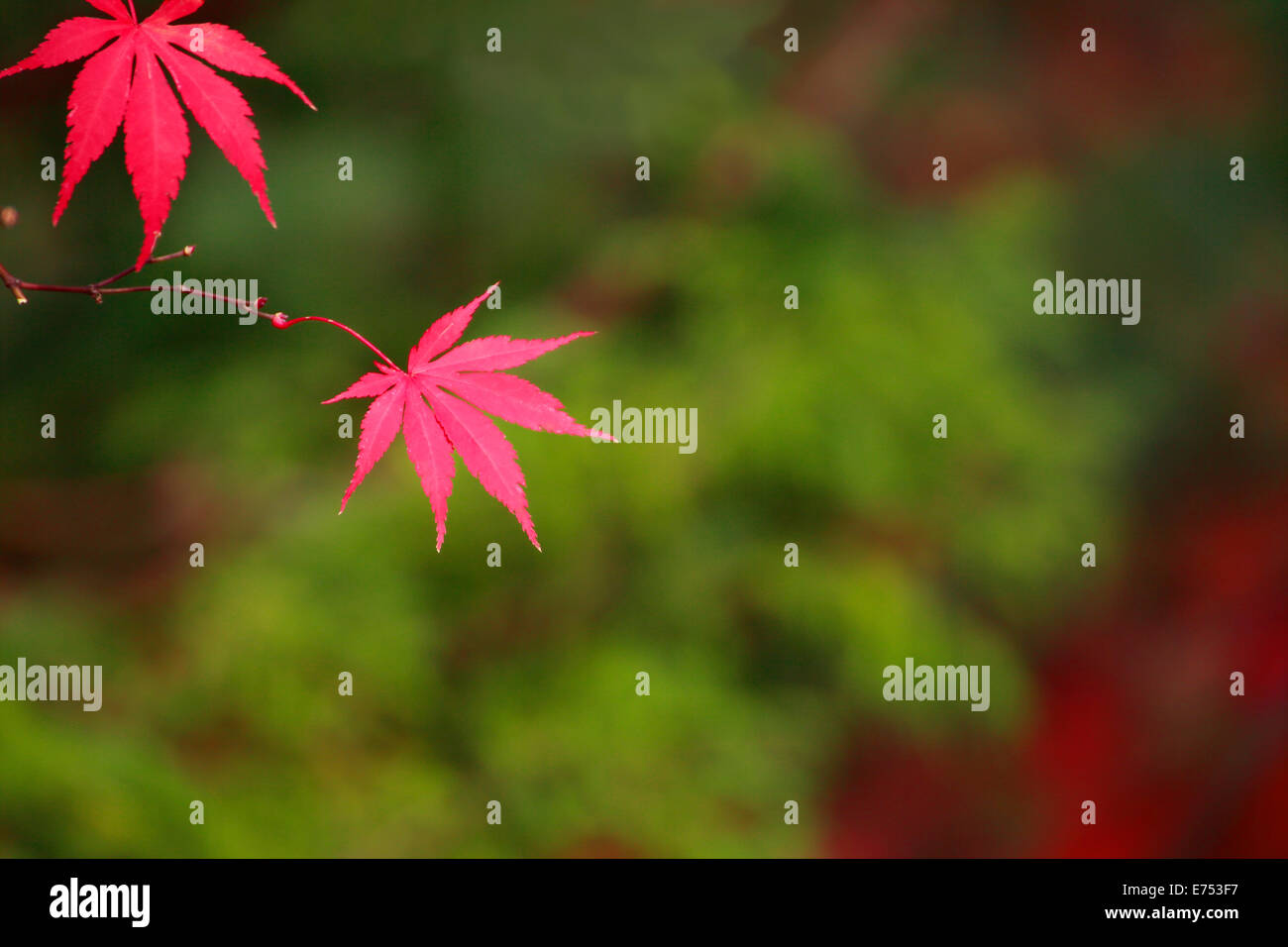 Autumn leaves in Japan Stock Photo - Alamy