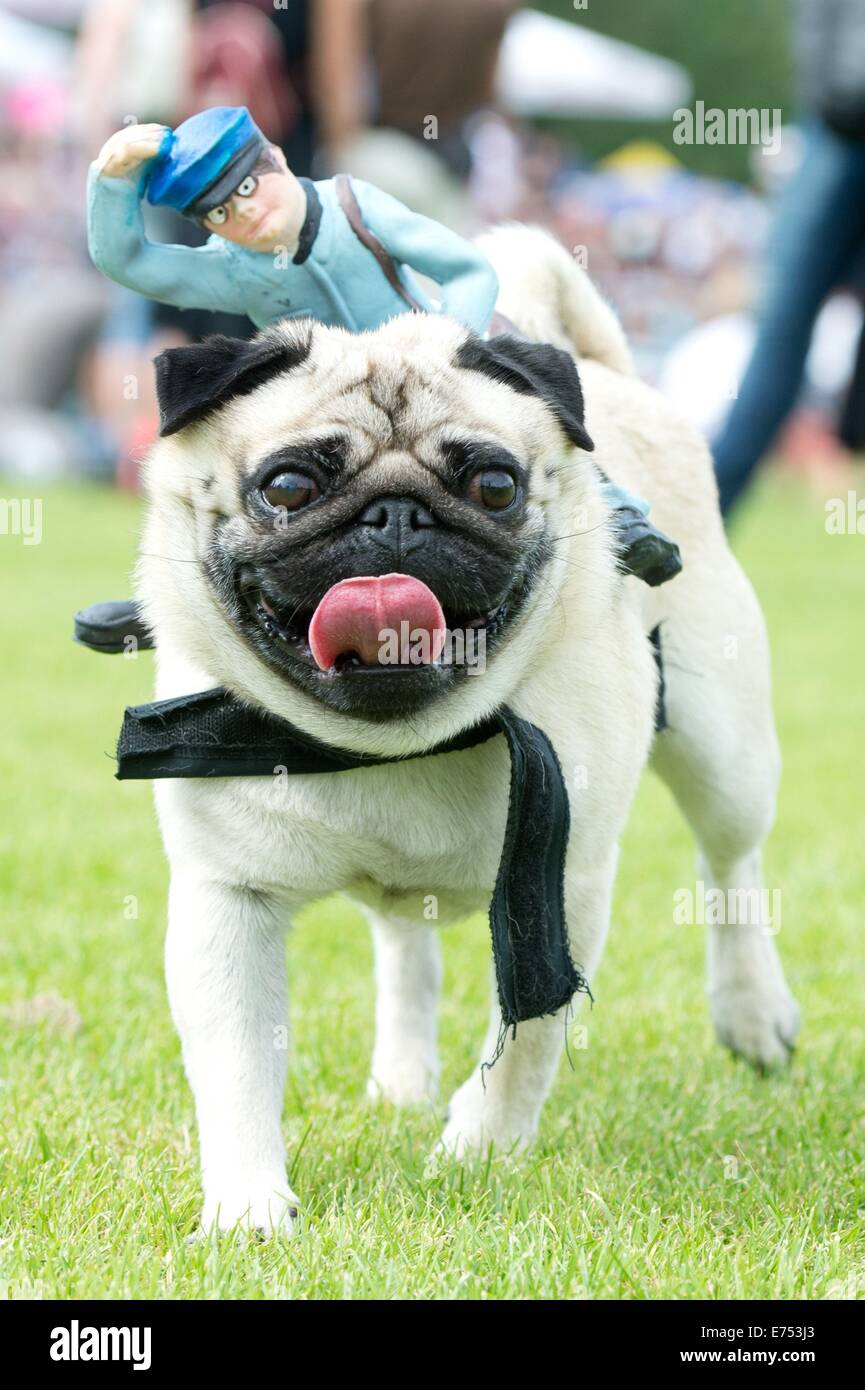 Wernau, Germany. 7th Sep, 2014. Pug Tyson pictured with an equestrian ...