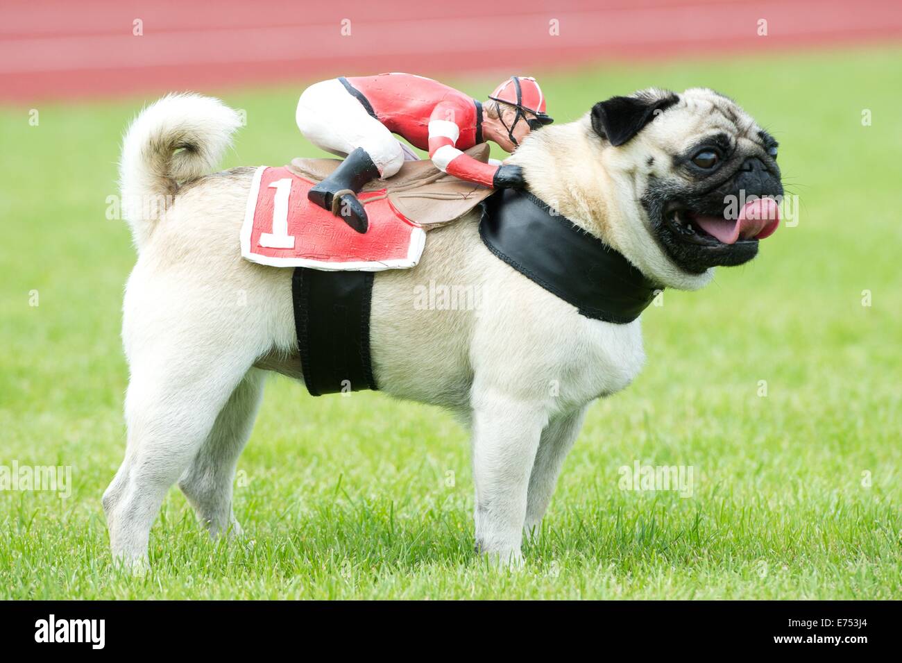 Wernau, Germany. 7th Sep, 2014. Pug Tyson pictured with an equestrian ...