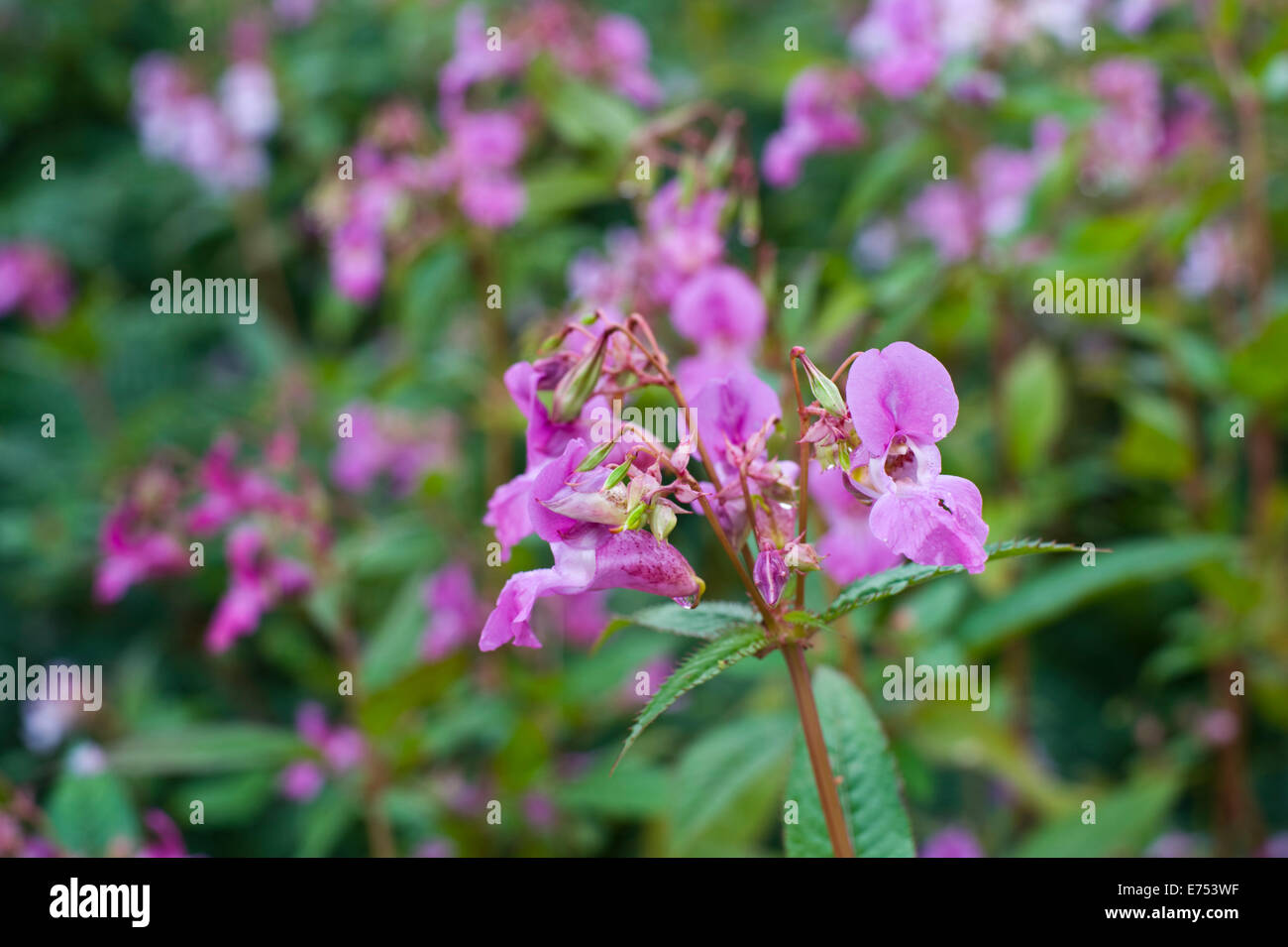 Riverbank being overgrown with Himalayan Balsam invasive species ...