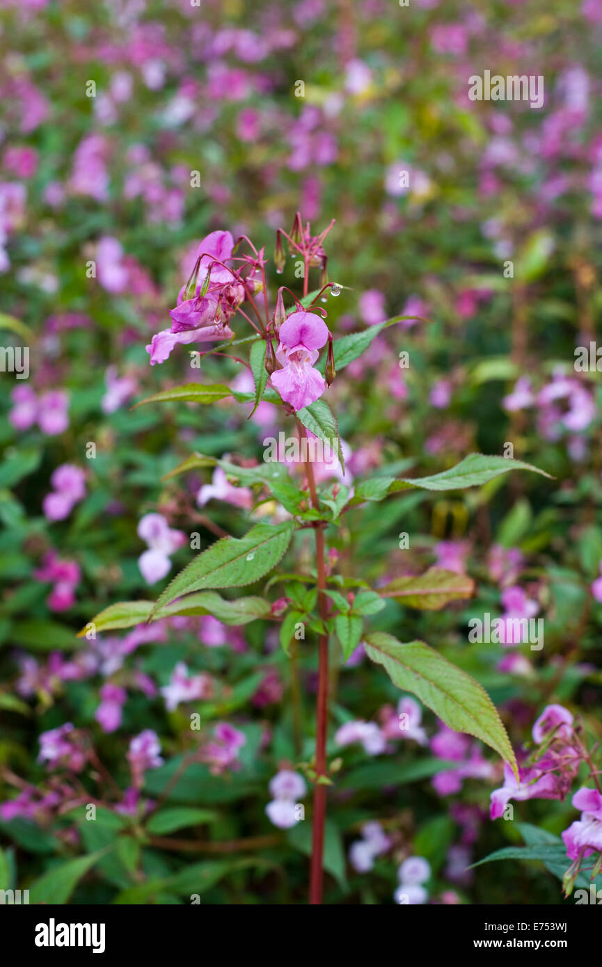 Riverbank being overgrown with Himalayan Balsam invasive species ...