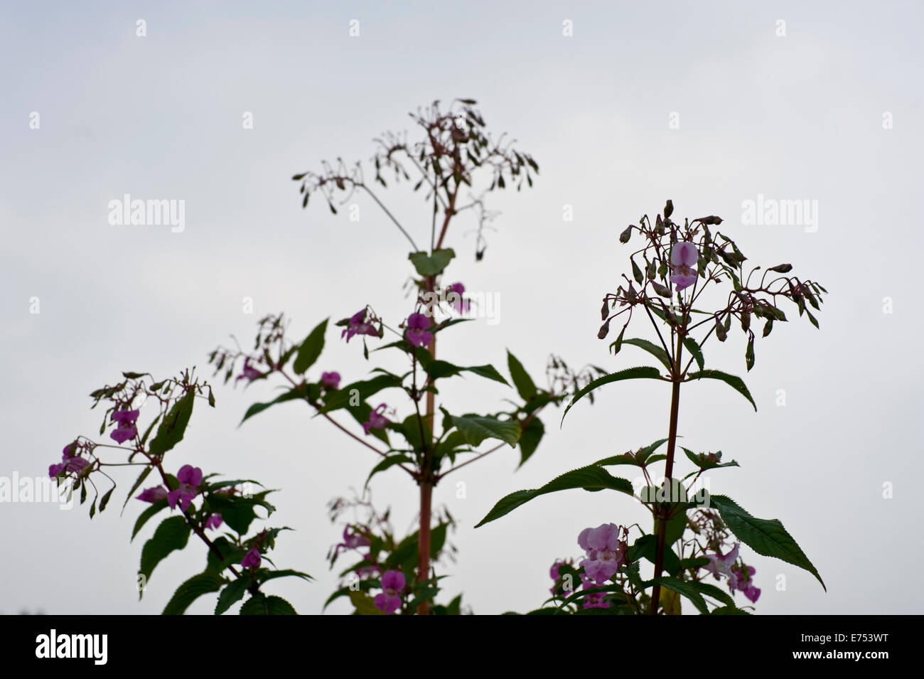 Riverbank being overgrown with Himalayan Balsam invasive species ...