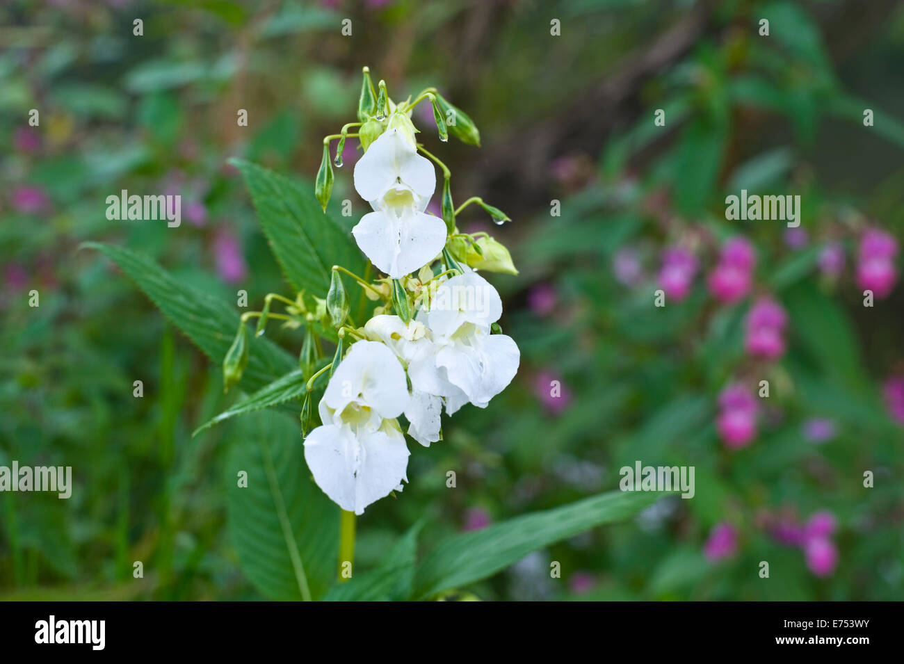 Rare White Himalayan Balsam invasive species growing at The Warren Hay ...