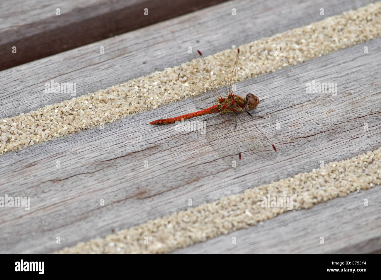 Dragonf hi-res stock photography and images - Alamy