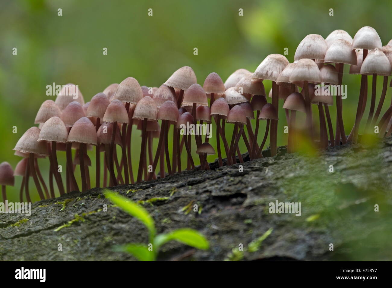 Ink Fungi growing on a tree stump, Netherlands Stock Photo - Alamy