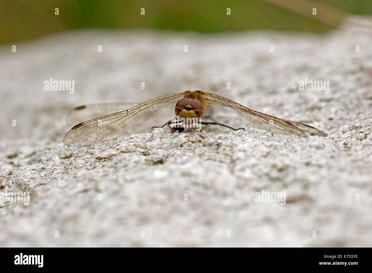 Dragonfly with prey hi-res stock photography and images - Alamy