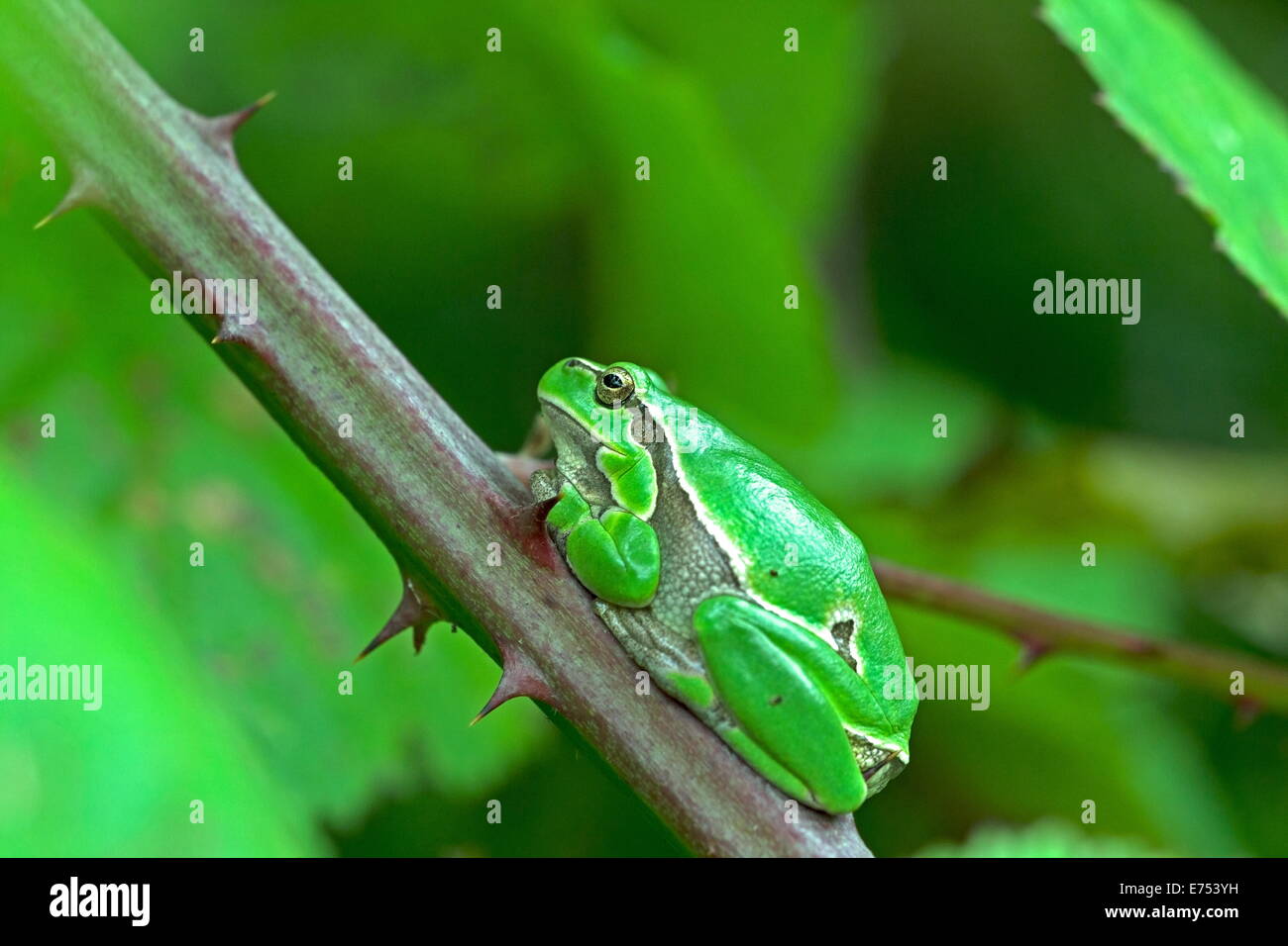 Adult tree frog hi-res stock photography and images - Alamy