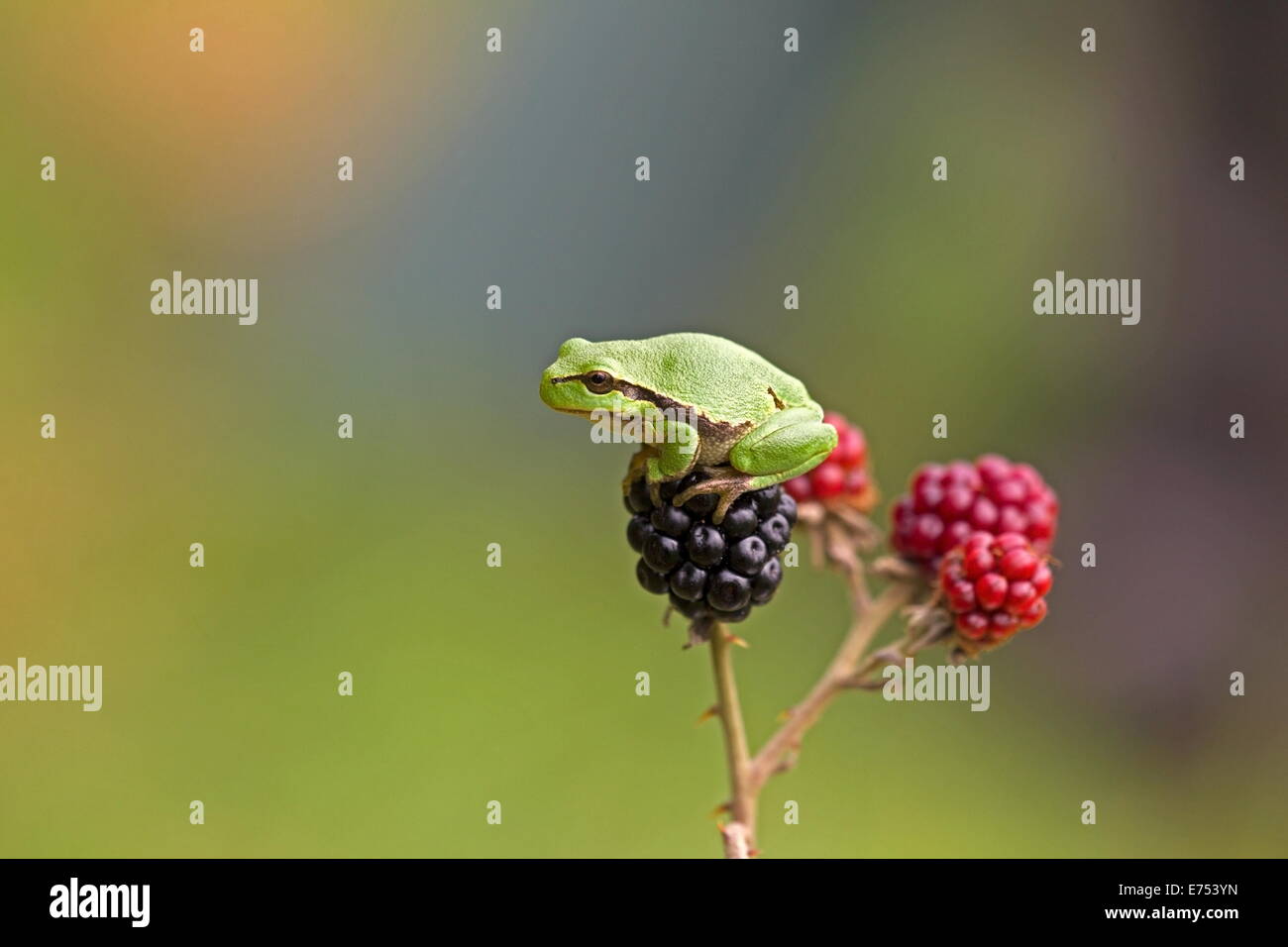 Small tree frog sitting on a blackberry, Netherlands Stock Photo - Alamy