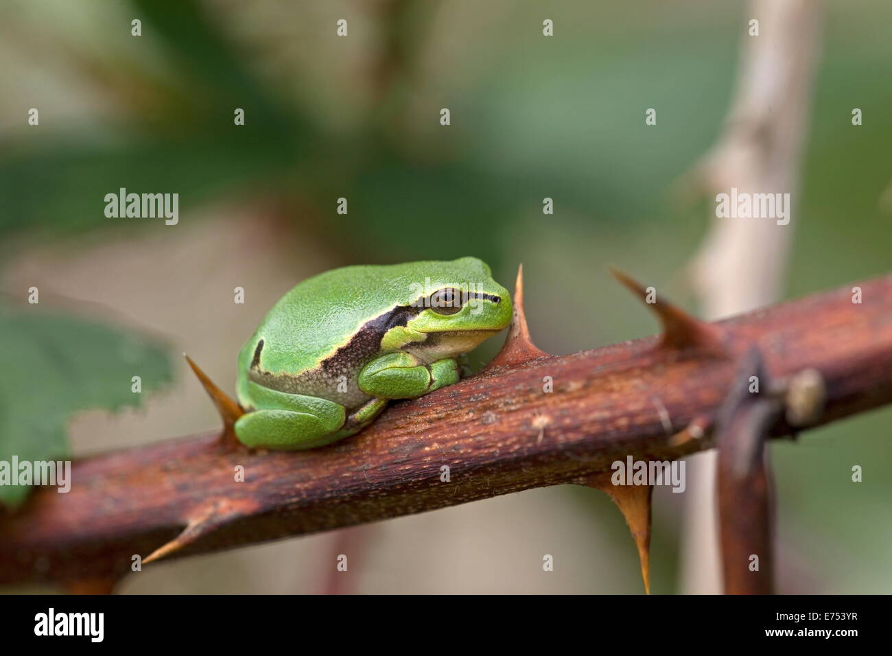 Small tree frog sitting on a branch of a thorny bramble, Netherlands ...