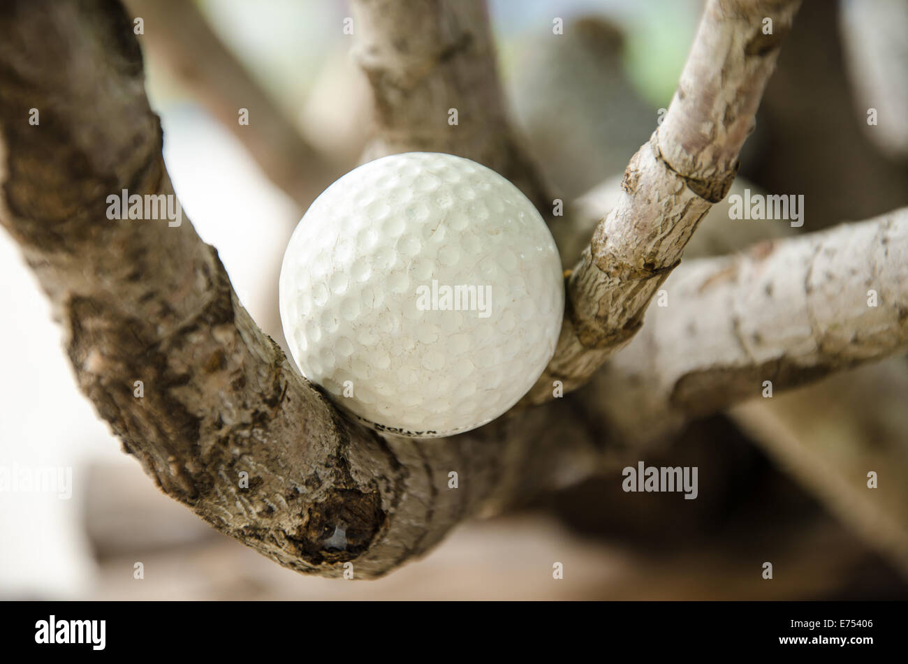 white golf ball on the tree Stock Photo - Alamy