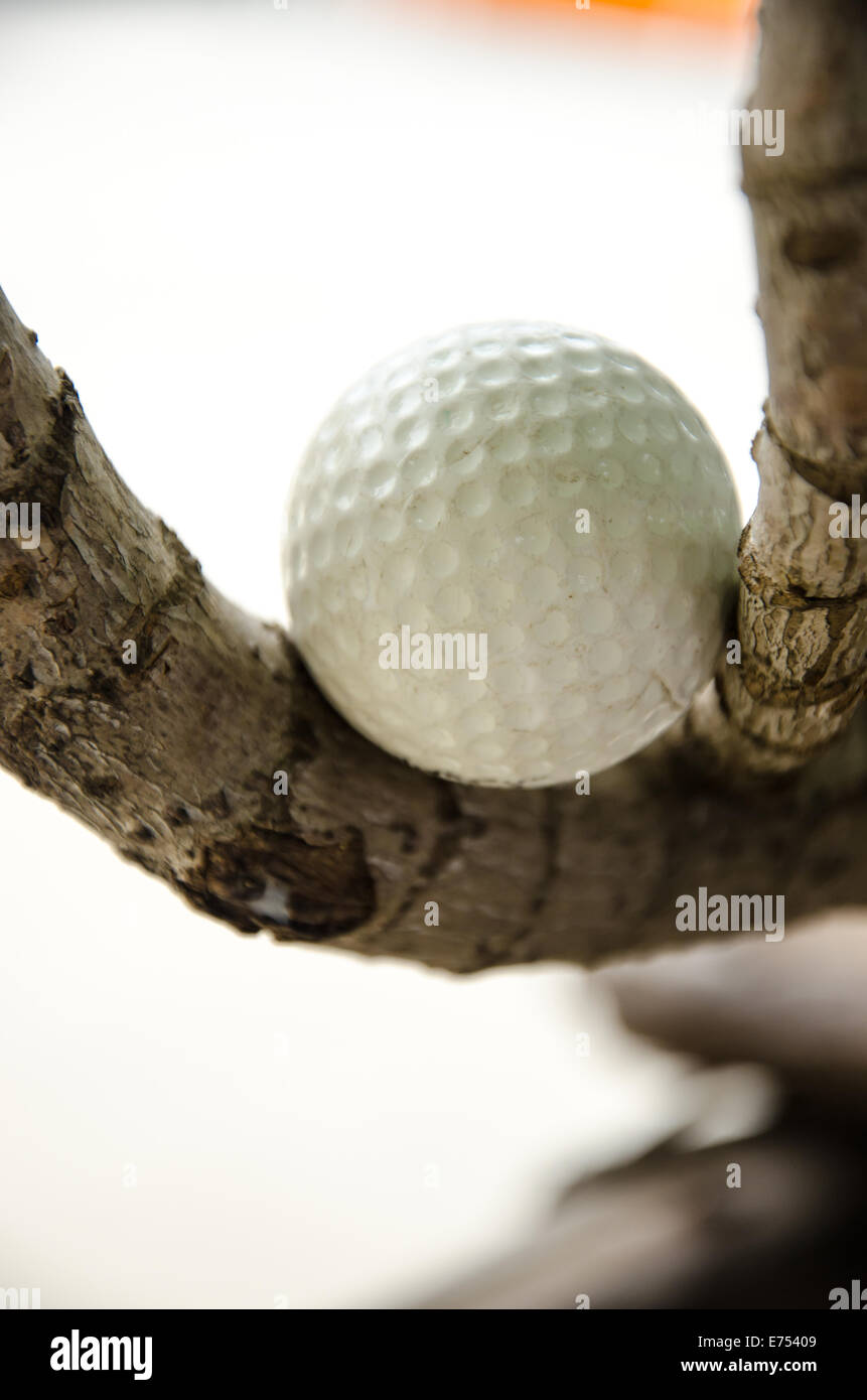 white golf ball on the tree Stock Photo - Alamy