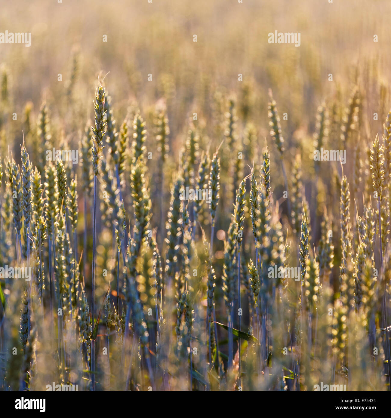 Wallpaper with wheat hi-res stock photography and images - Alamy