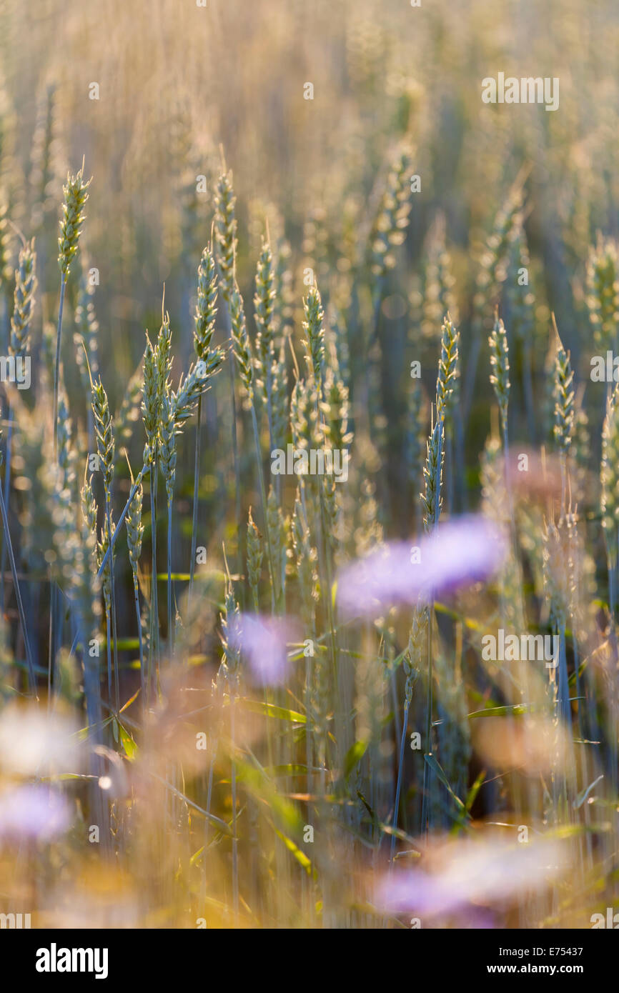 Wallpaper with wheat hi-res stock photography and images - Alamy