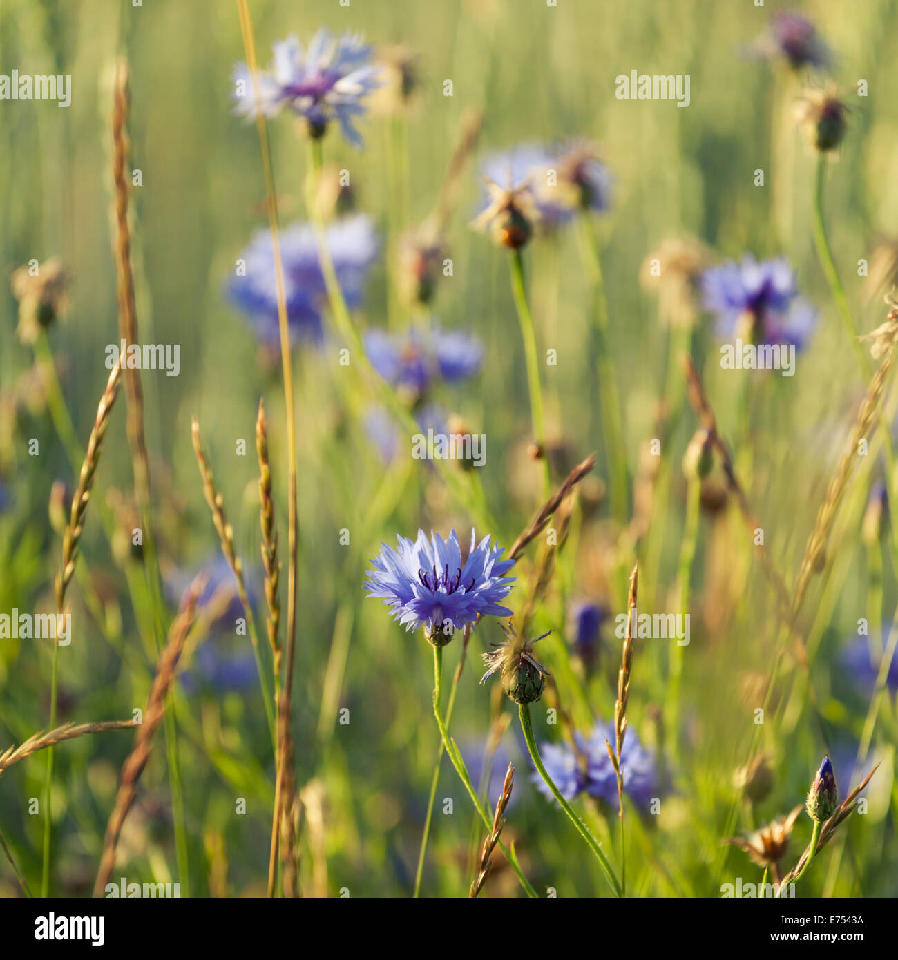 Hurtsickle cyani flower hi-res stock photography and images - Alamy