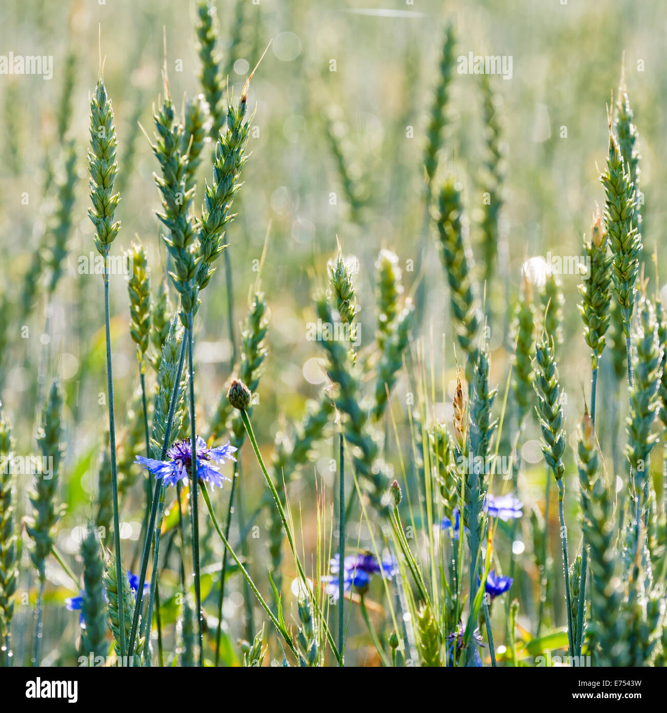 Hurtsickle cyani flower hi-res stock photography and images - Alamy