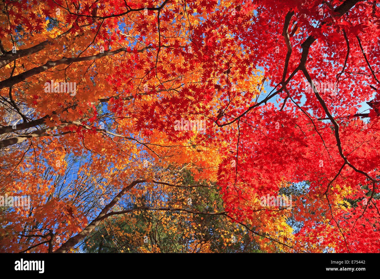 Autumn leaves in Japan Stock Photo - Alamy