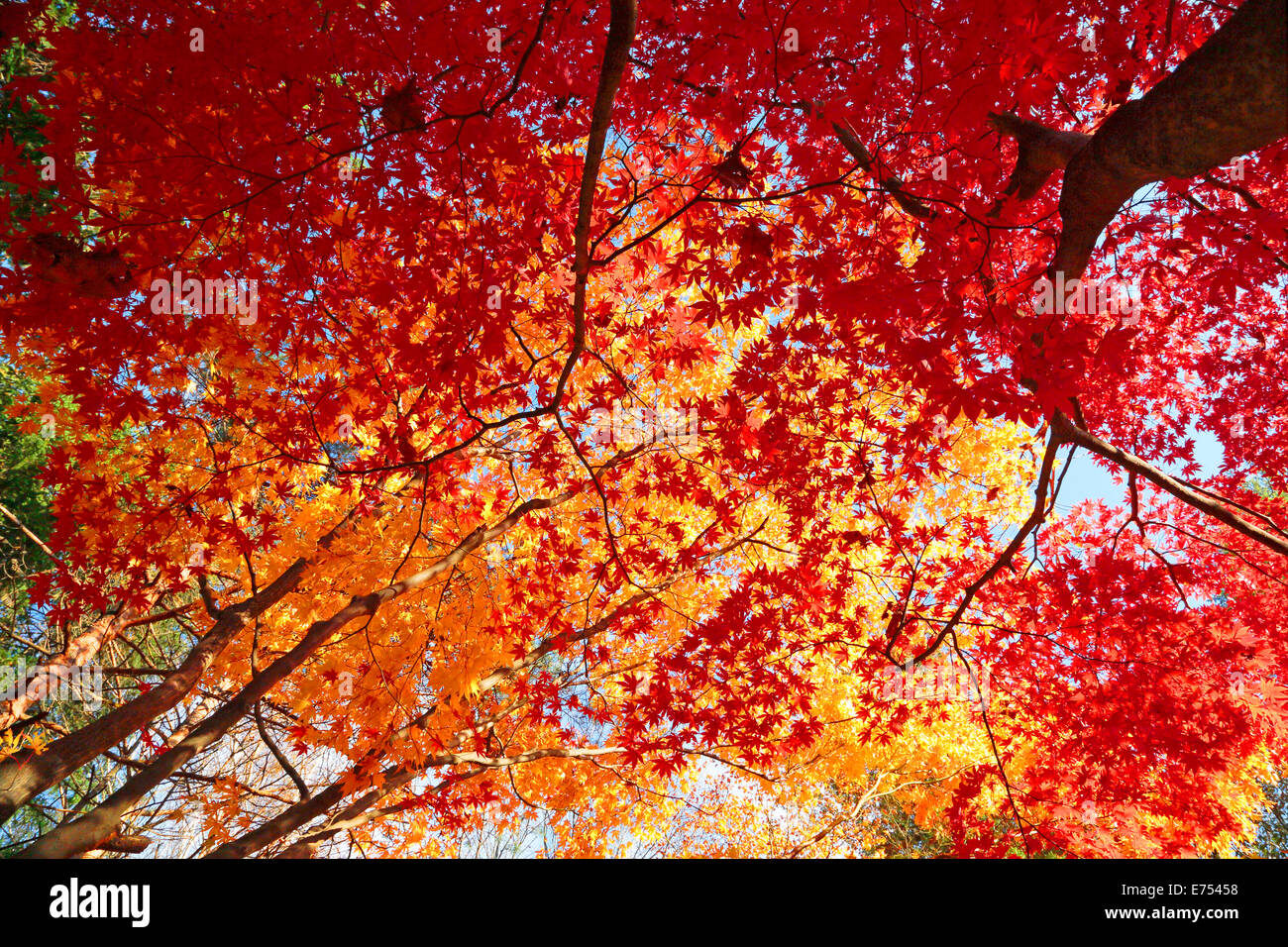 Autumn leaves in Japan Stock Photo - Alamy