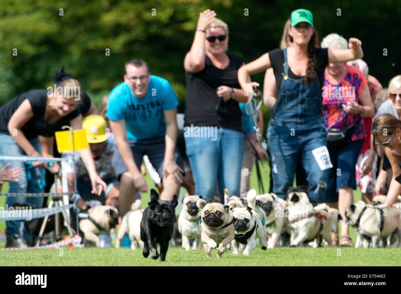 Wernau, Germany. 7th Sep, 2014. Dog owners stand behind their pugs at ...