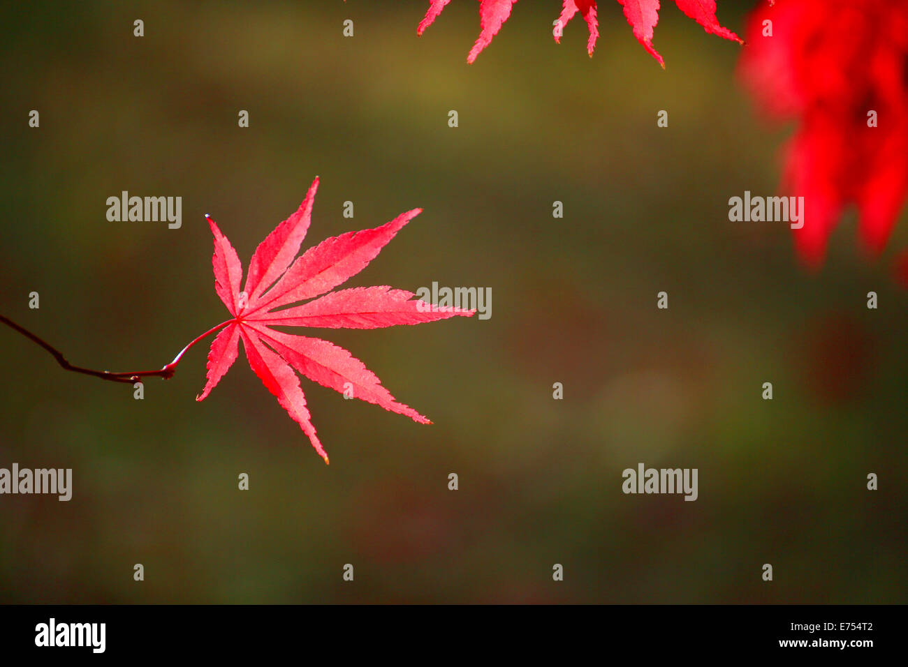 Autumn leaves in Japan Stock Photo - Alamy